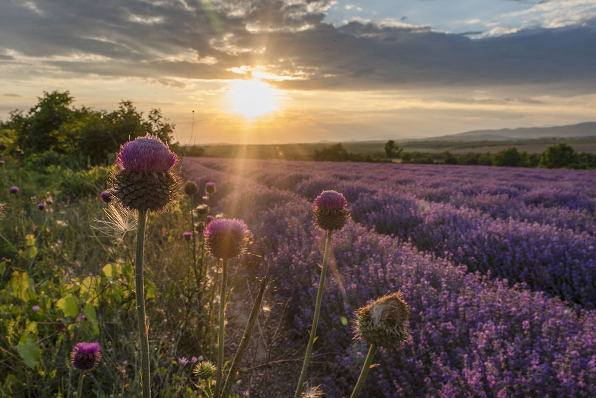 THE HISTORY BEHIND - Agatonika